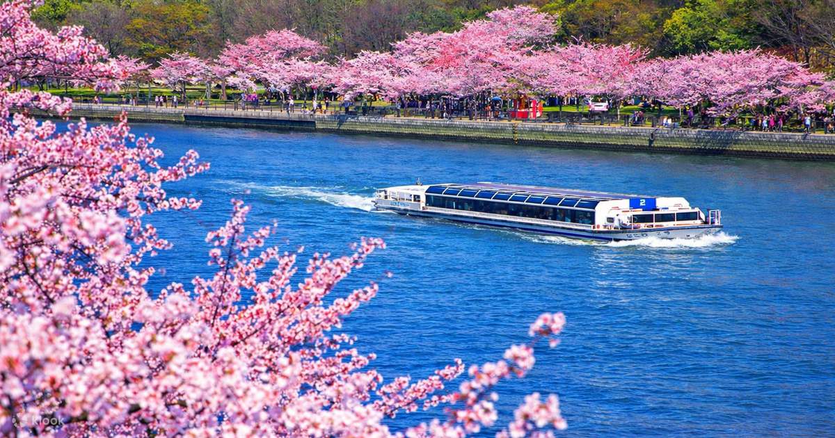 [Cherry Blossom Season Recommendation] Osaka Aqua Bus Cherry Blossom ...